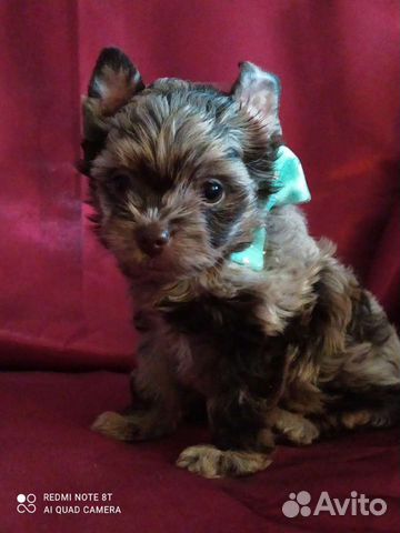 Мальчики Шоко Мерле