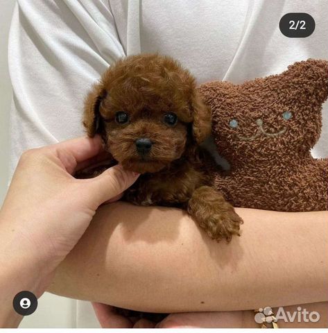 Новогодний малыш мальтипу