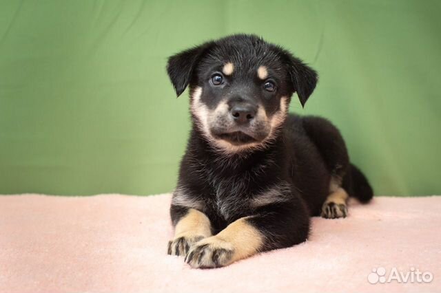 Милота в дар