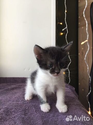 Котята