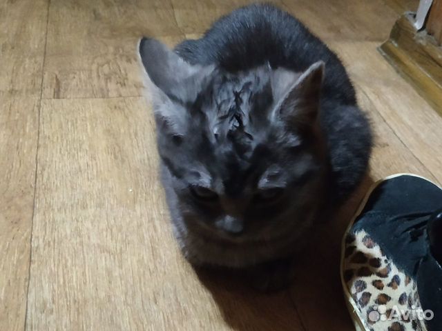 Отдам котенка, три месяца