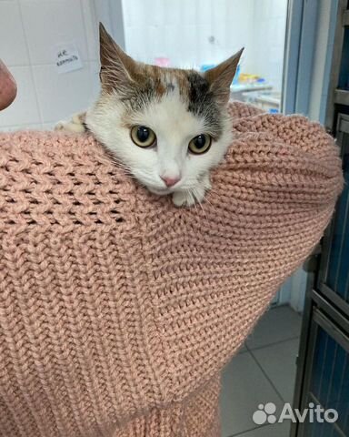 Котята 8 месяцев