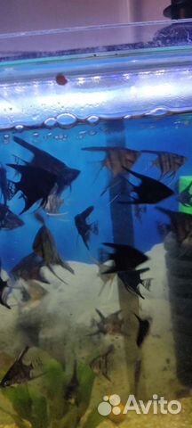 Молодь скалярии