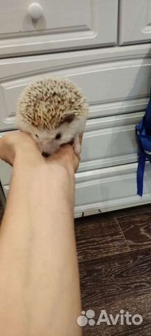 Африканский ежик