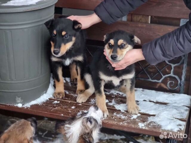 Щенки от небольшой собаки, дворняжки, мальчики