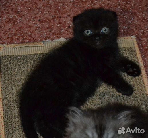 Шотланский вислоухий котенок