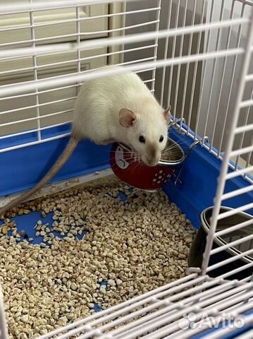 Крыса породы дамбо в добрые руки