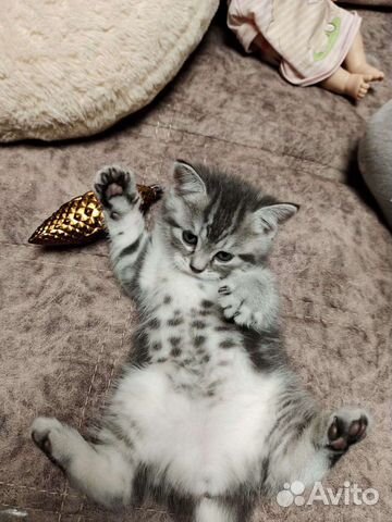 Шотландский котенок