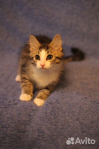 Позитивный, пушистый котенок