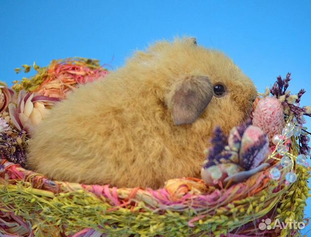 Малыш мальчик морской свинки американский тедди