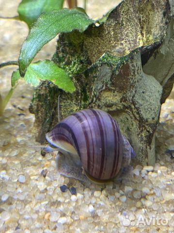 Ампулярии черничные