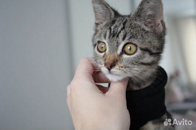 Котенок Джастин 2 мес ищет дом