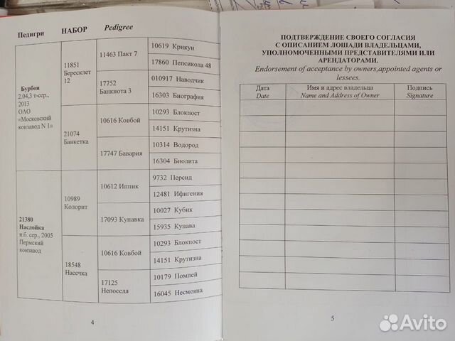 Продается жеребец