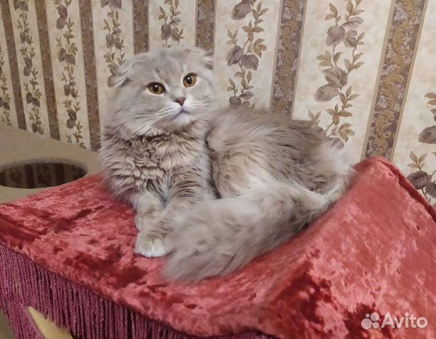 Крутой Висли