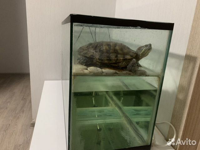 Черепаха красноухая, самка