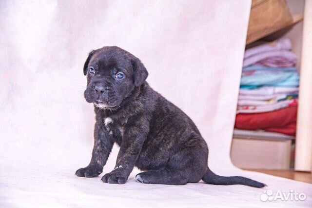 Щенок Кане Корсо, тигра