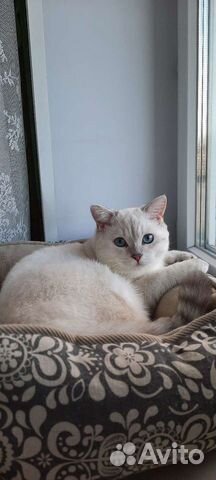 Британский котенок