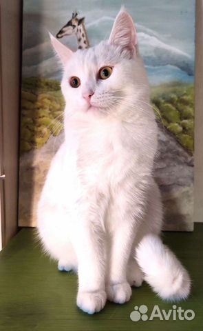 Кошка в дар