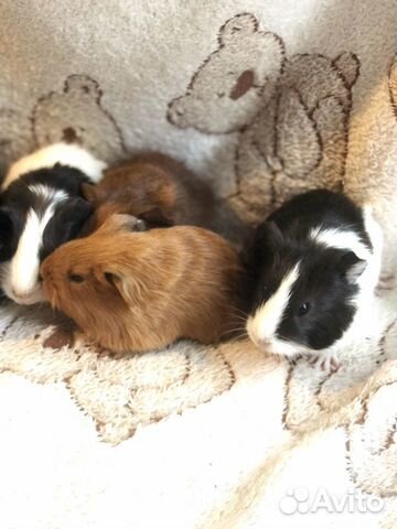 Морские свинки.1 мес