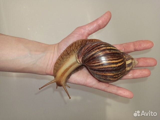 Улитка Ахатина с террариумом