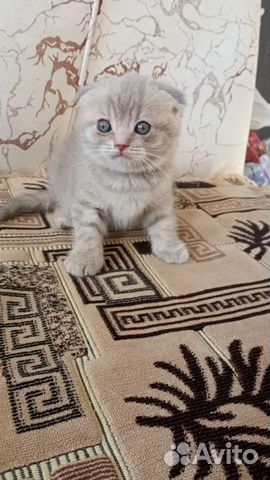 Шотландская вислоухая кошка