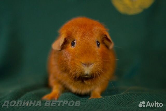 Самка английский селф золотая