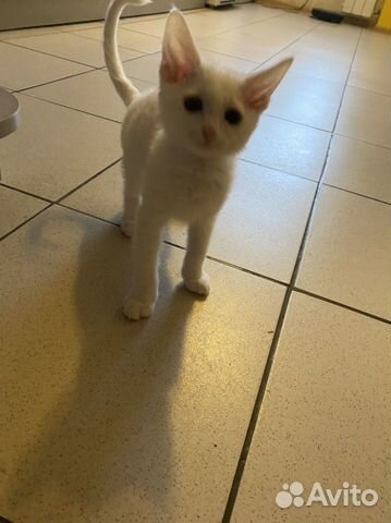 Канадский сфинкс