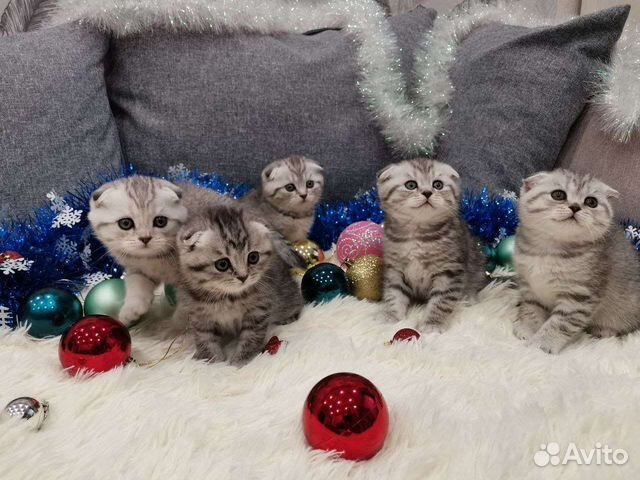 Вислоухие шотландские котята с документами