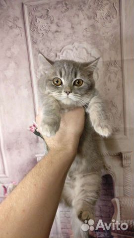 Манчкин котики