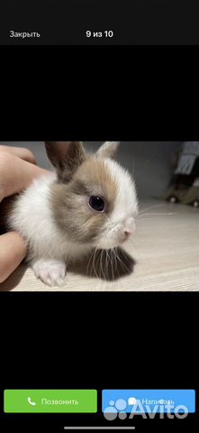 Декоративные кролики мини