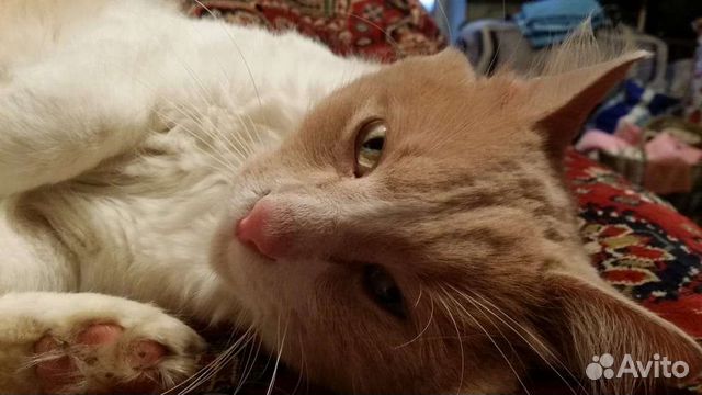 Кот Боня ищет дом