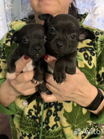 Супер мини чихуахуа