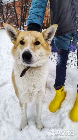 Спасите Лису из приюта