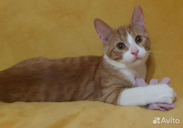 Котята 4мес мальчик и девочка рыже-белые