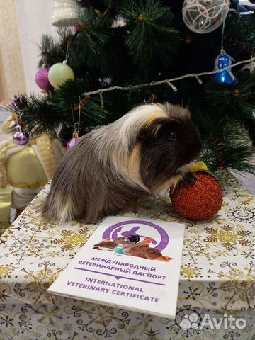 Морская свинка