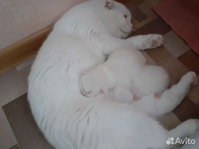 Шотландские котята
