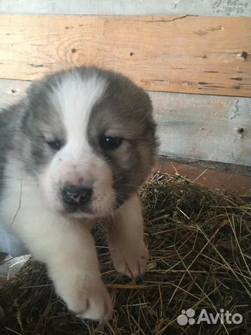 Среднеазиатская овчарка, алабай, щенок Алабая