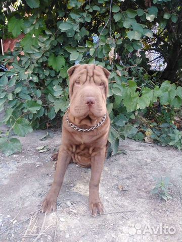 Собака шарпей