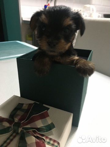 Йоркширский терьер щенки