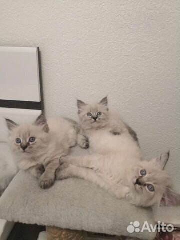 Невские маскарадные котята