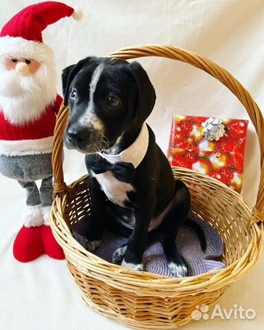 Далматинец