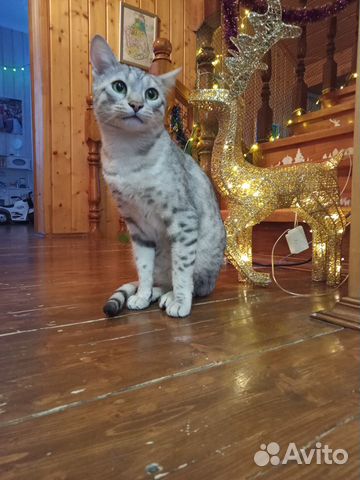 Кот саванна ф3