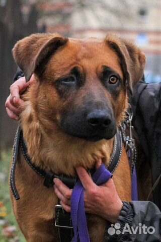 Фокс ищет дом или передержку