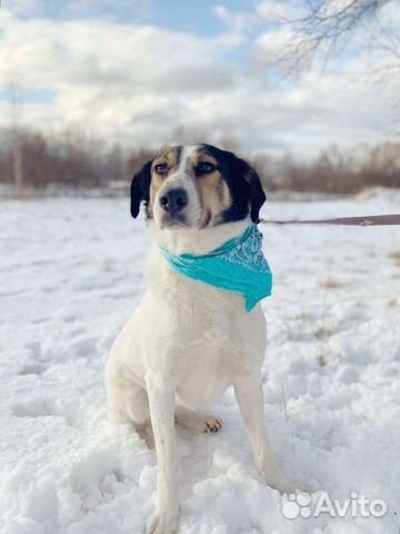 Красивая собака Бритни ищет дом