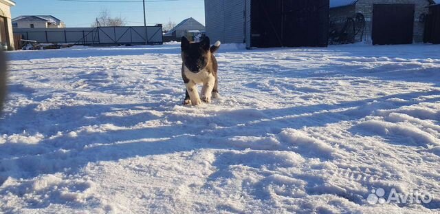 Девочка американская акита