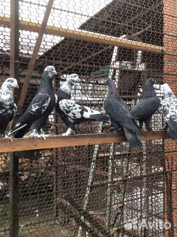 Бакинские Широкохвостые,Турецкая Такла