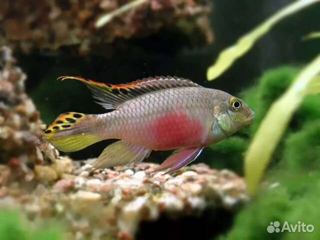 Рыбки пельвикахромисы (цихлида-попугай)