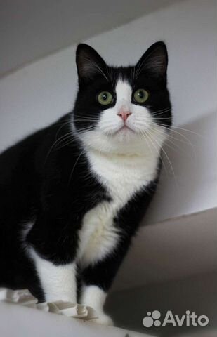 Федор Михайлович, большой кот, 1,5 года