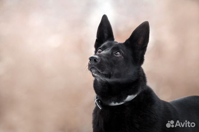 Собачка Ночка, 7+