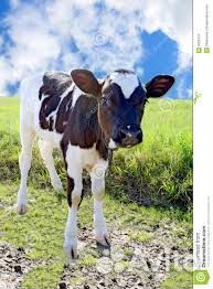 Телочка и бычек